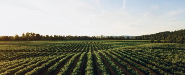 Variable-Rate Technology (VRT) in Precision Agriculture - Qaltivate