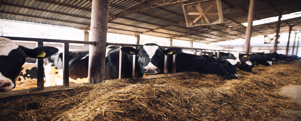 Terrace Farming in 2025: Sustainable Agriculture Meets Modern ...