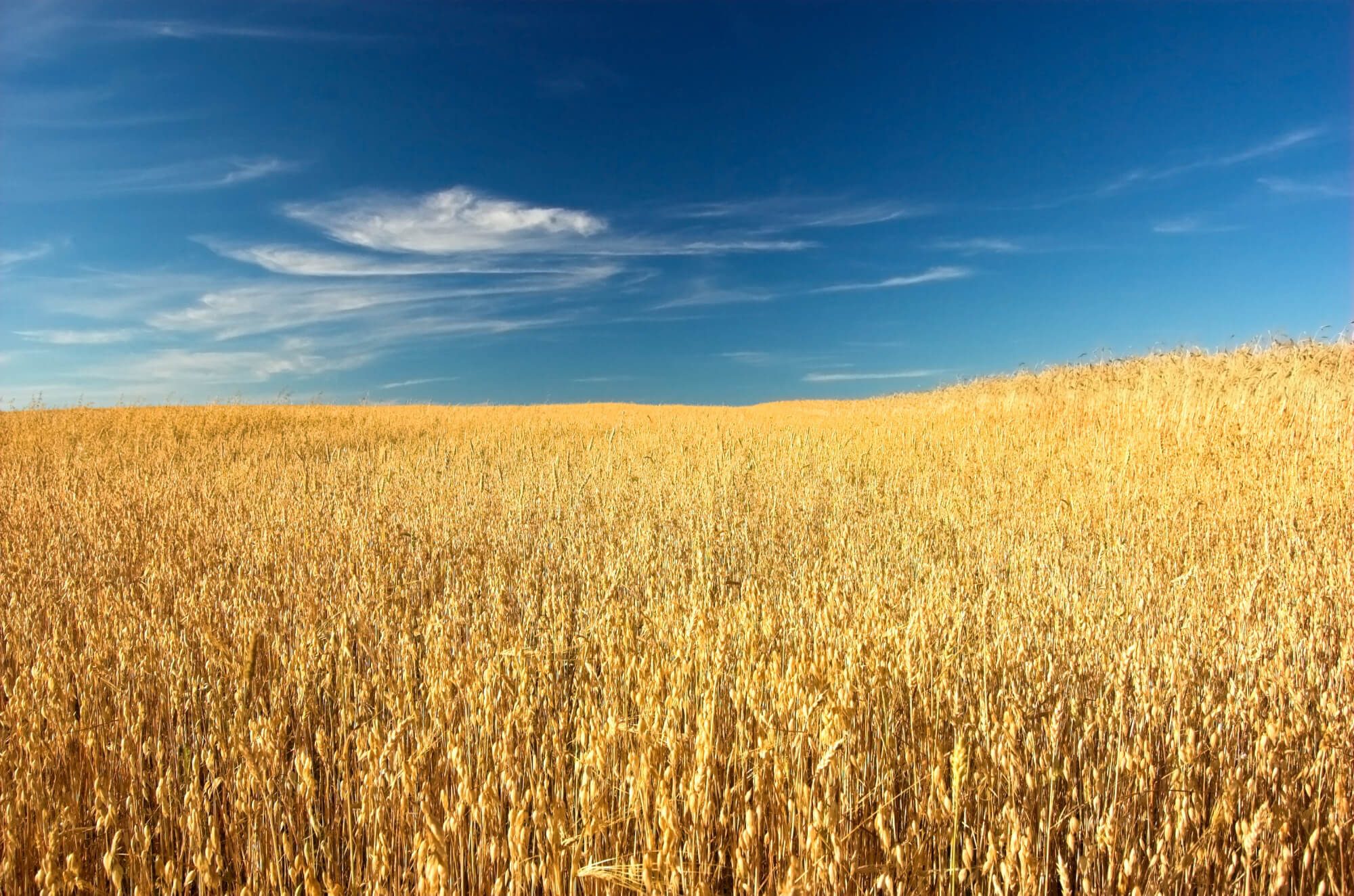 Can we feed the world? The rise of climate-resilient crops - Qaltivate