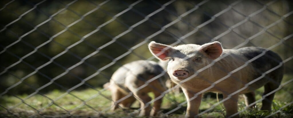 Unlocking the Power of Pig Software: From Feed Formulation to Real-Time ...