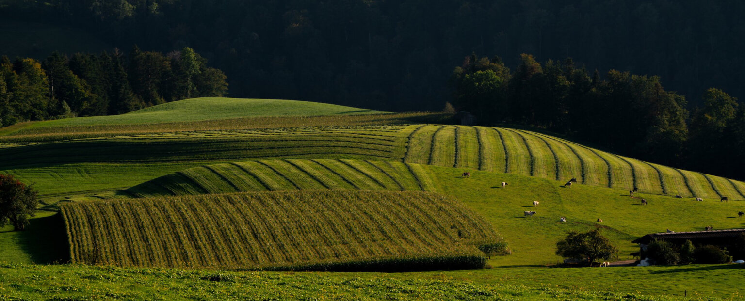Terrace Farming in 2025: Sustainable Agriculture Meets Modern ...